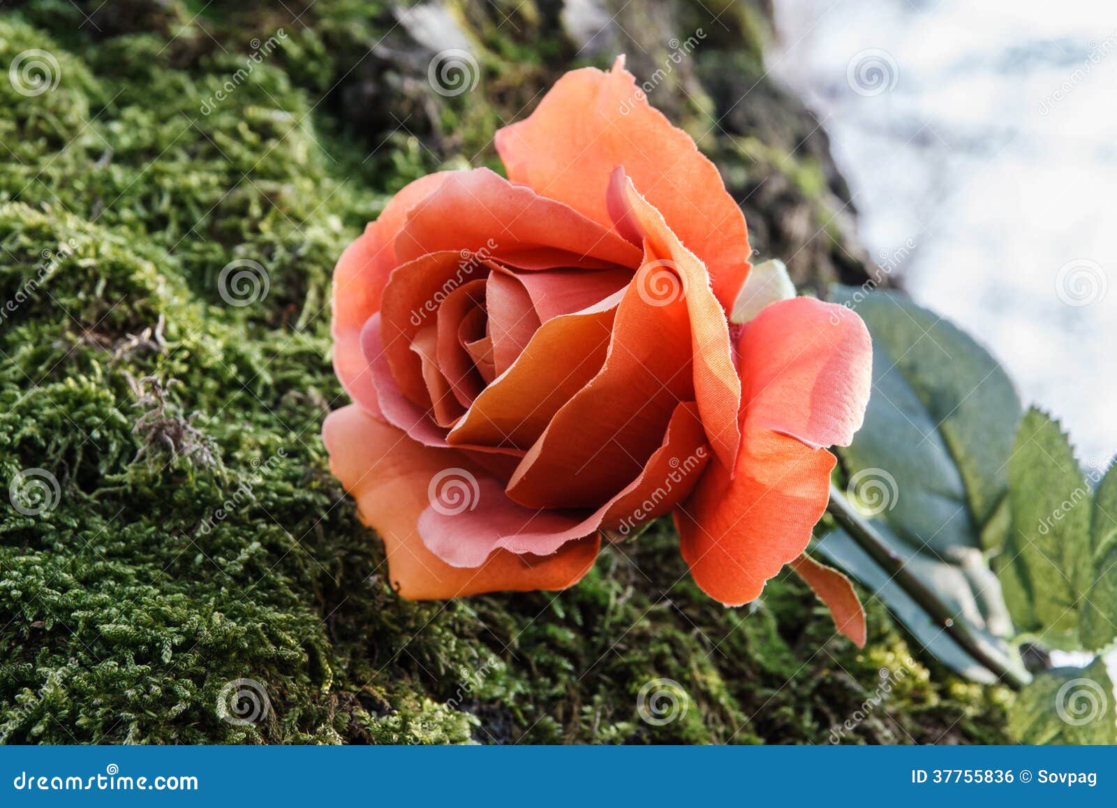 Rose in the forest stock photo. Image of valentine, concept - 37755836
