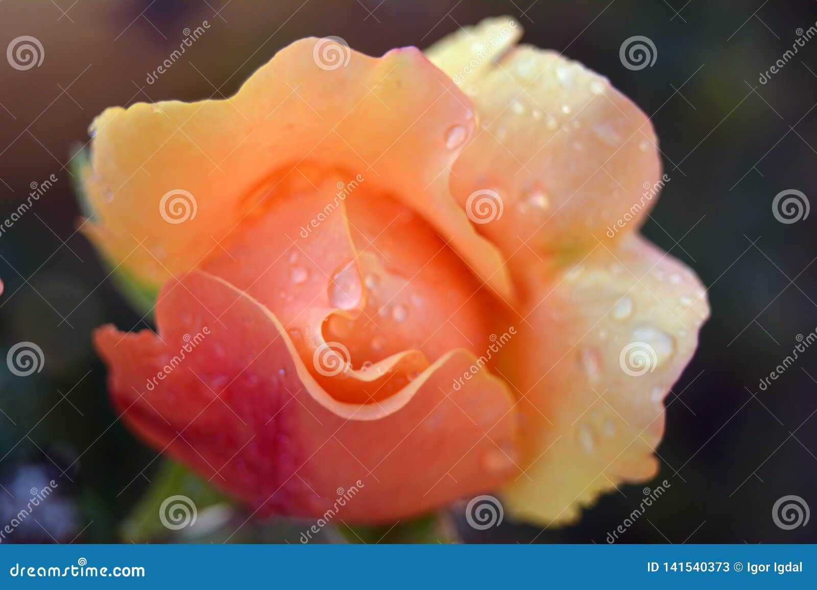 Rose in the Form of a Smiley - Smiling Face Stock Image - Image of ...