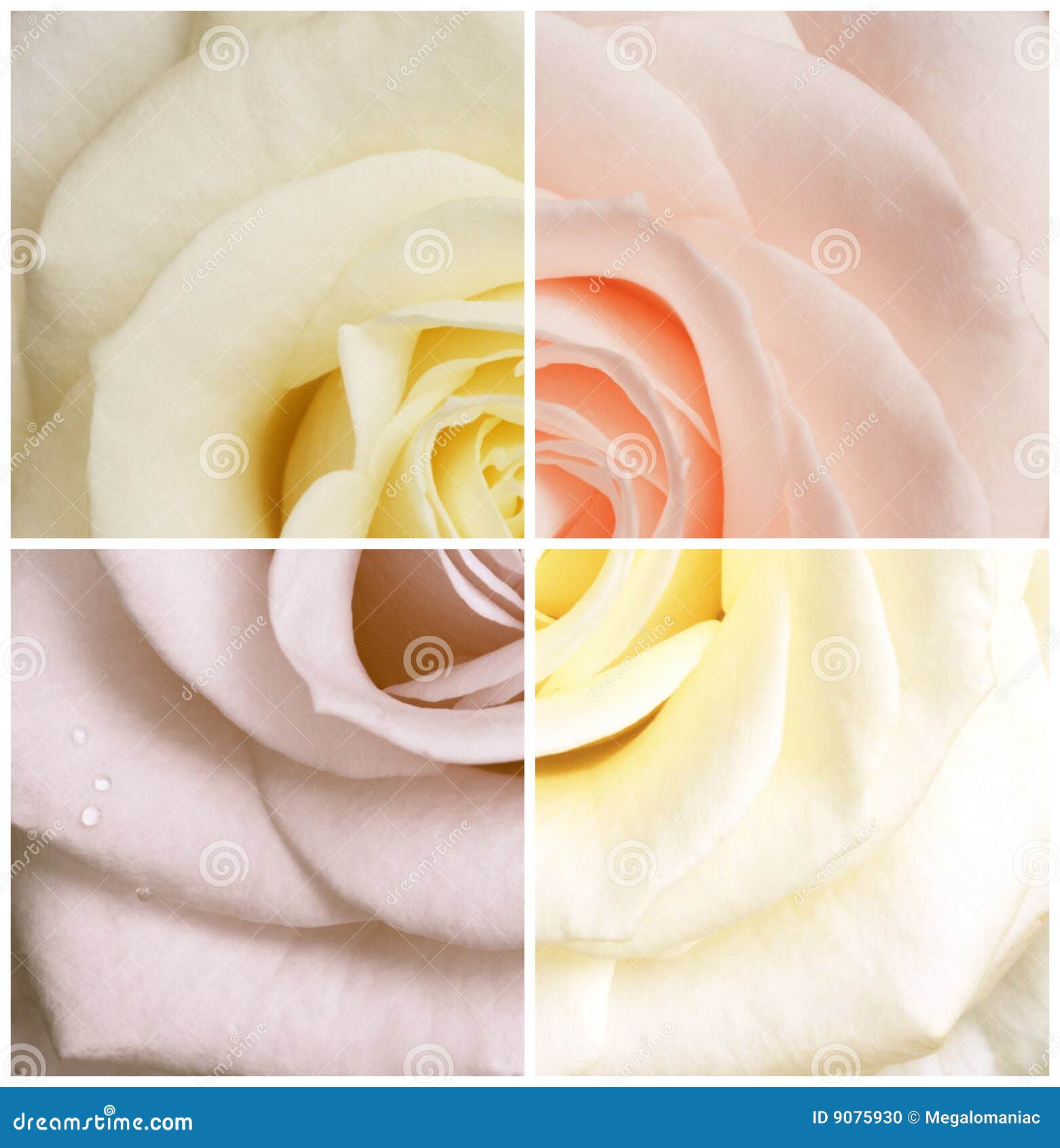Rose in four colors stock photo. Image of tender, perceptible - 9075930