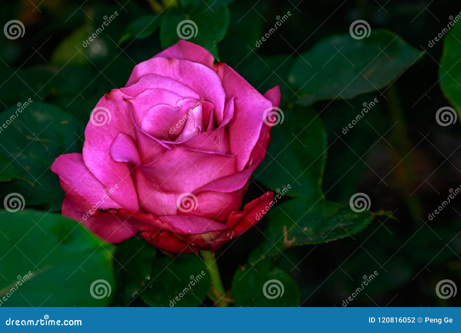 Rose Fragante En Flor Lleno Foto de archivo - Imagen de industria ...