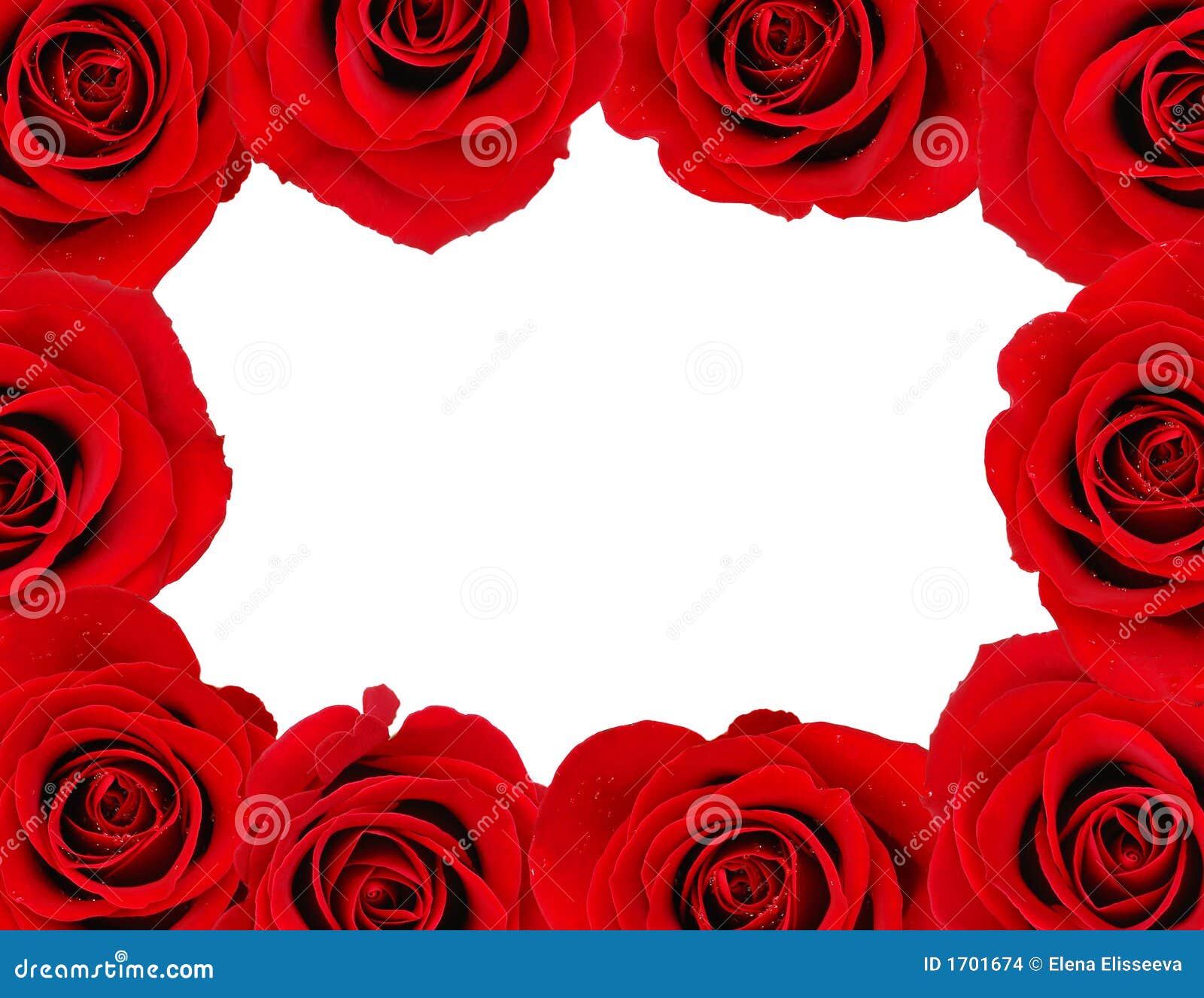 Rose frame stock photo. Image of botanical, closeup, botany - 1701674