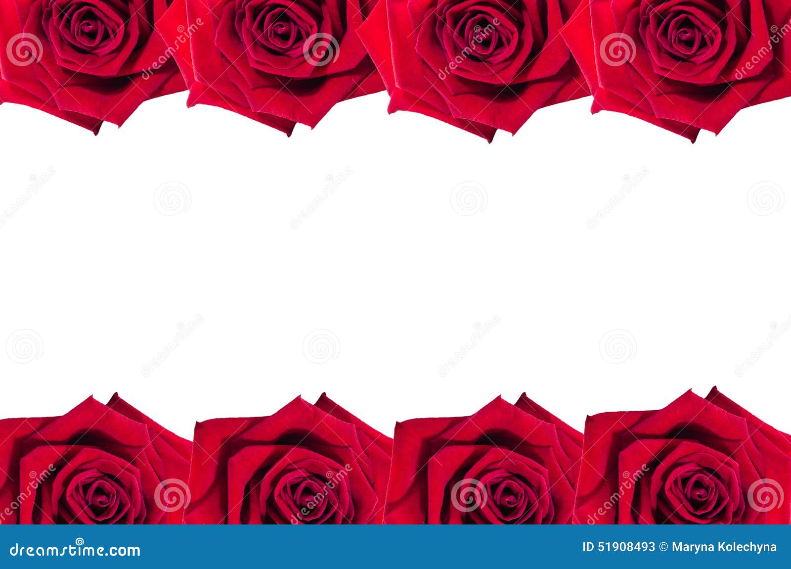Rose frame stock image. Image of petal, head, plant, floral - 51908493