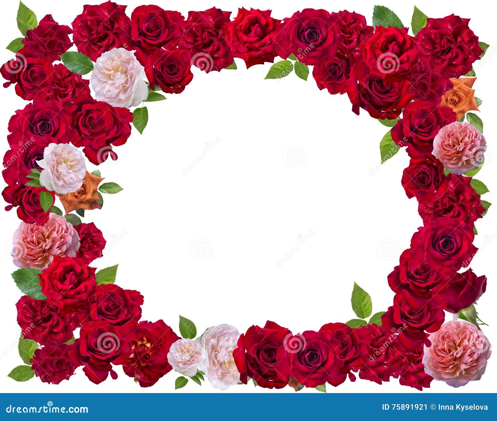 Rose Frame Isolate on White Stock Image - Image of petals, frame: 75891921