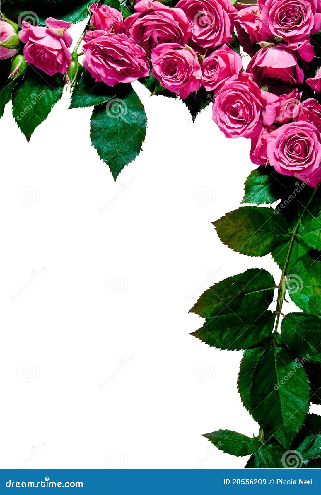 Rose frame, portrait stock image. Image of beauty, edge - 20556209