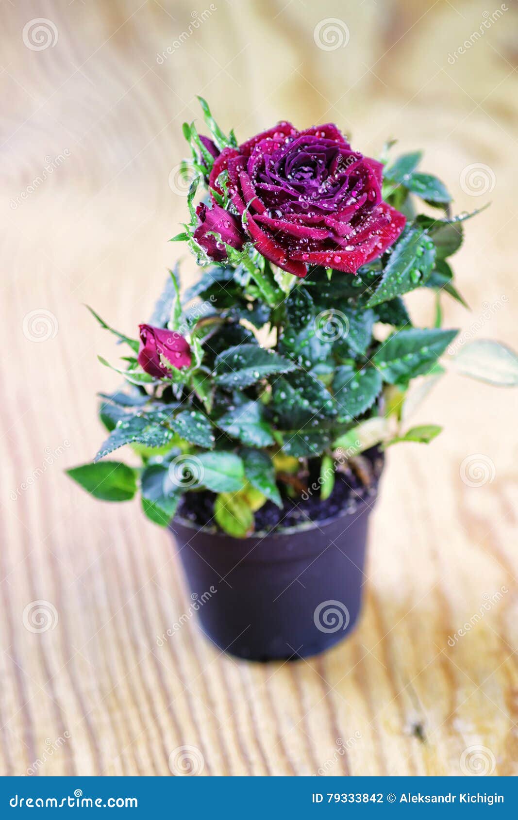 Rose fresh pot macro stock photo. Image of green, floral - 79333842