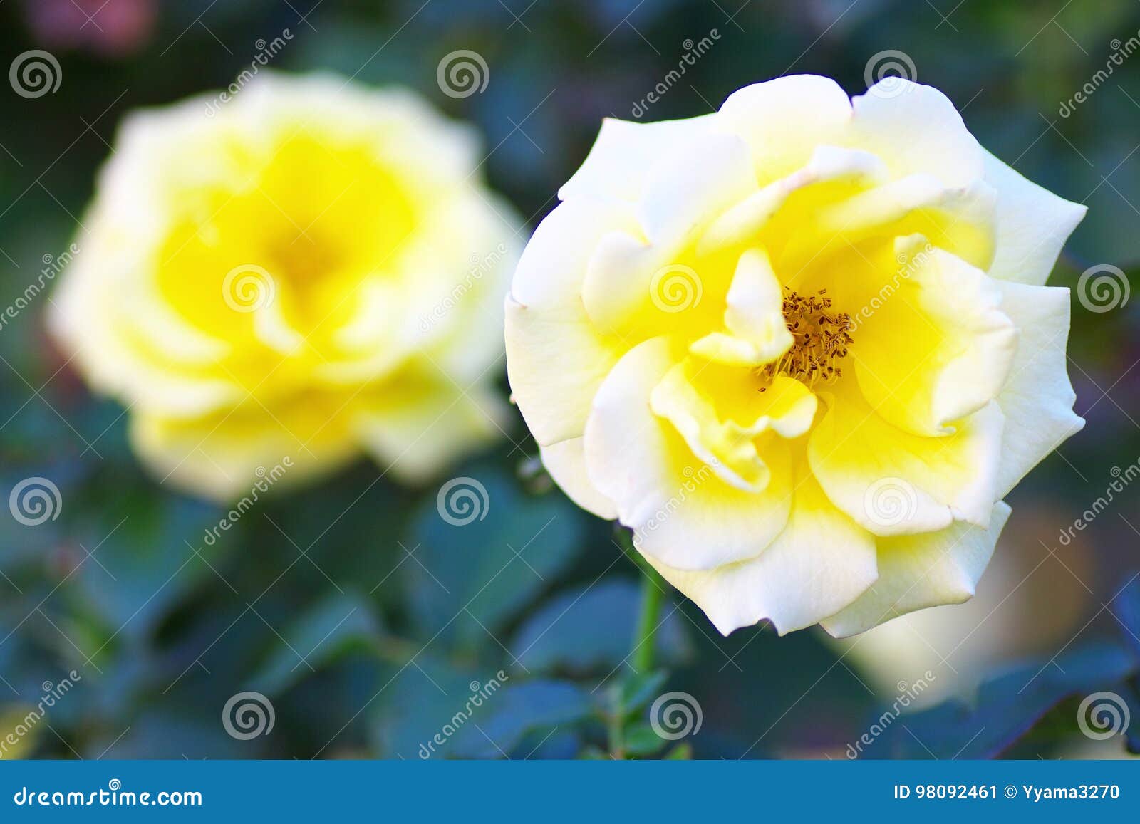 Rose Fresia stock image. Image of fall, floribunda, autumn - 98092461
