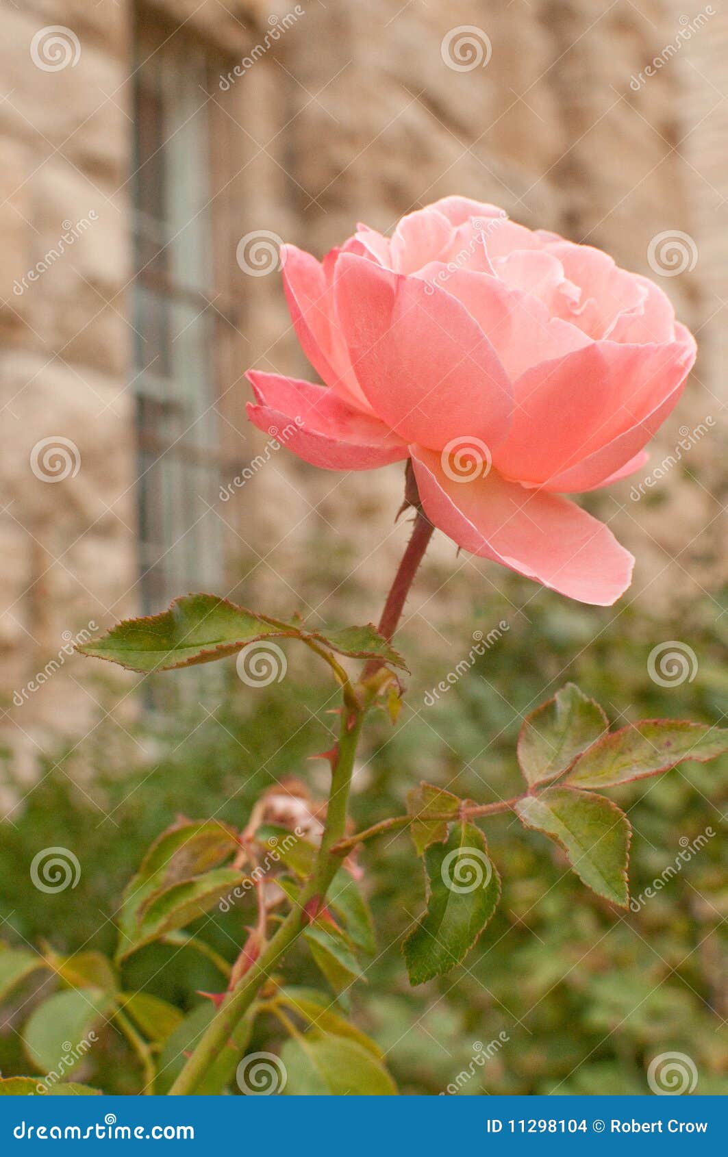523 Rose Prison Stock Photos - Free & Royalty-Free Stock Photos from ...