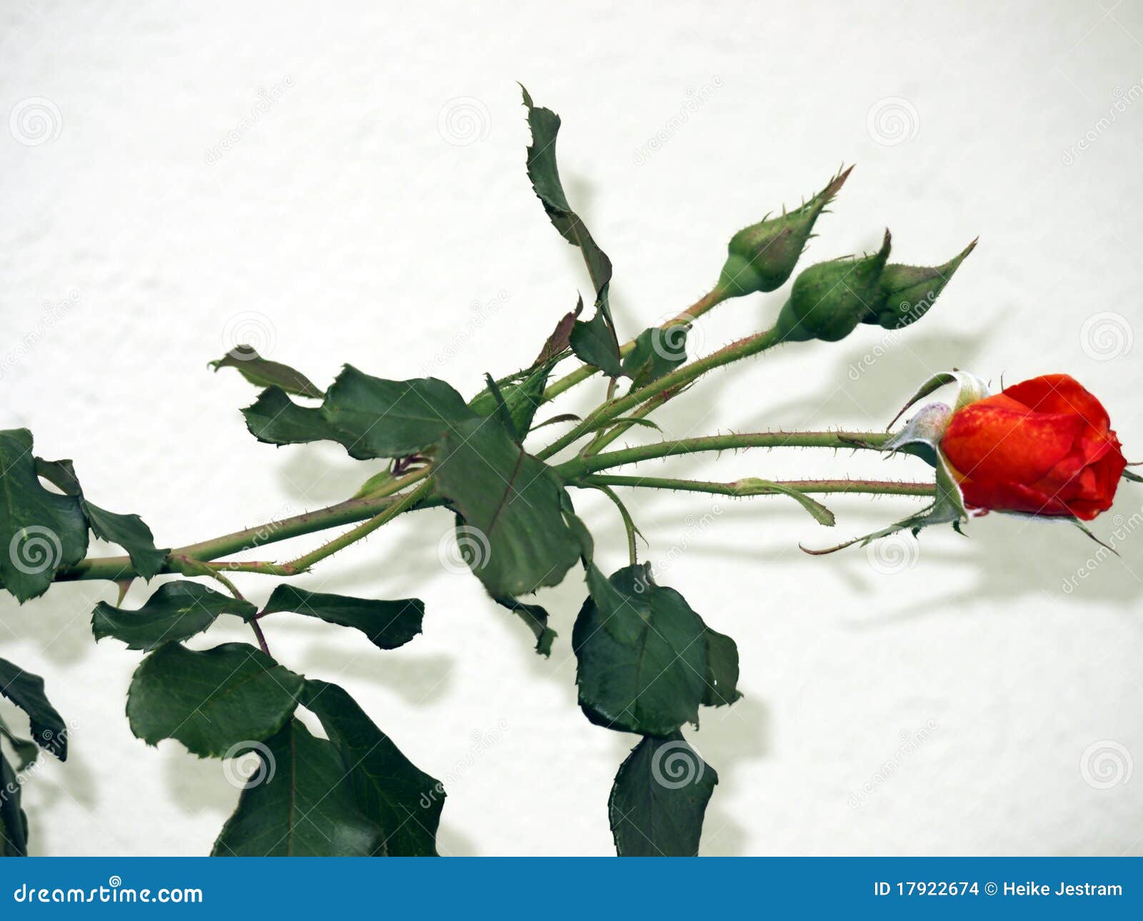 Rose in front of wall stock photo. Image of nature, flower - 17922674