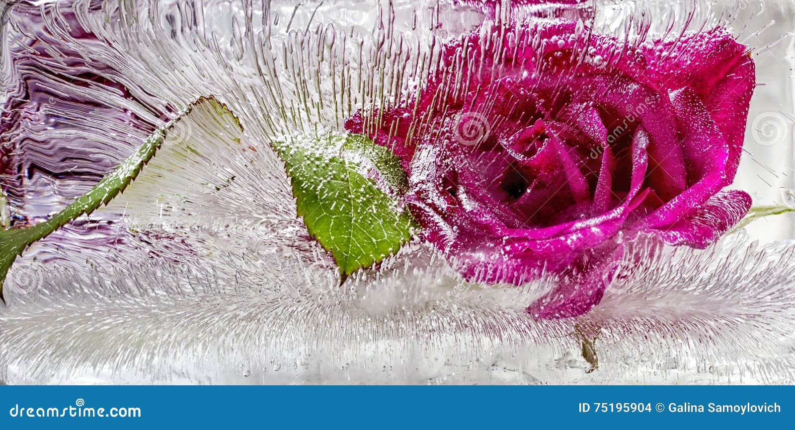 Rose frozen in ice stock photo. Image of elegance, beauty - 75195904