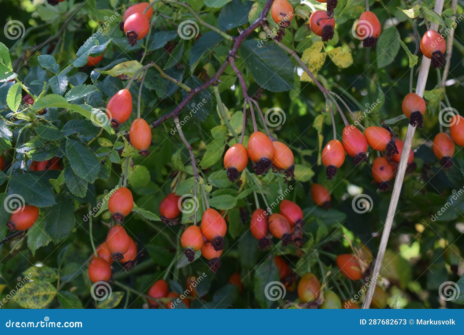 Rose fruit stock image. Image of leaf, food, deciduous - 287682673