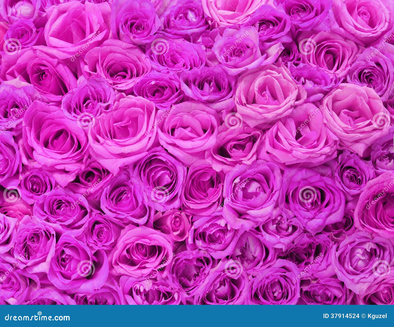 Rose fucsia. Fondo fotografia stock. Immagine di bello - 37914524
