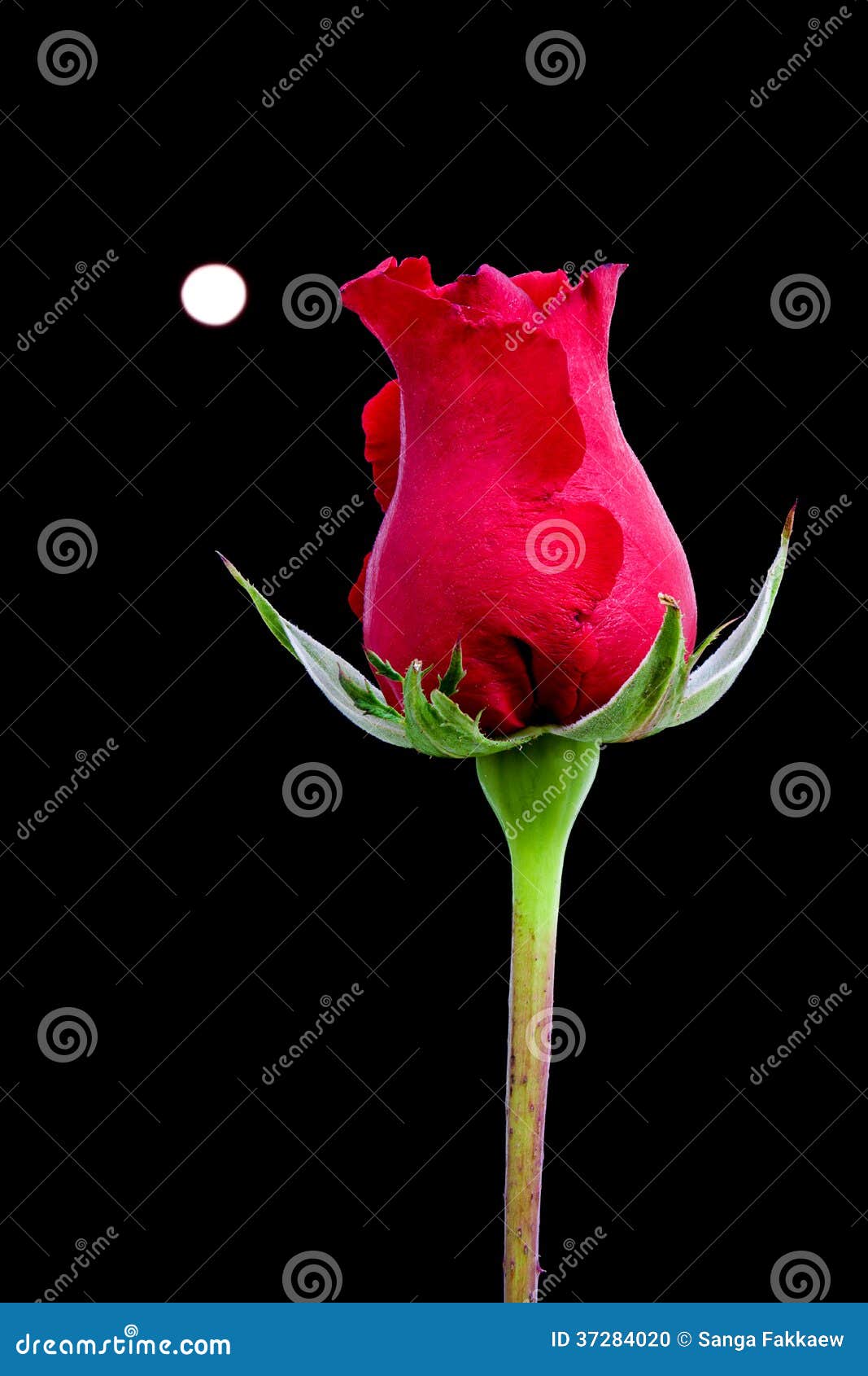 Rose and full moon stock photo. Image of love, romance - 37284020