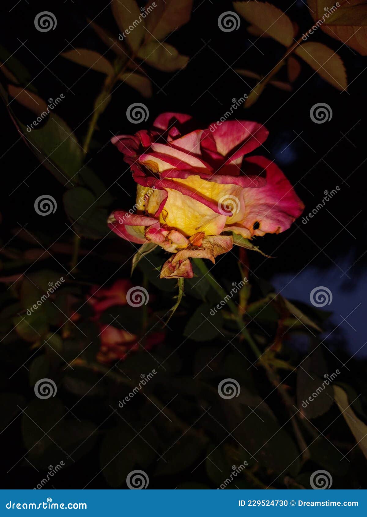 Flower Wel Red Flower Stock Photos - Free & Royalty-Free Stock Photos ...