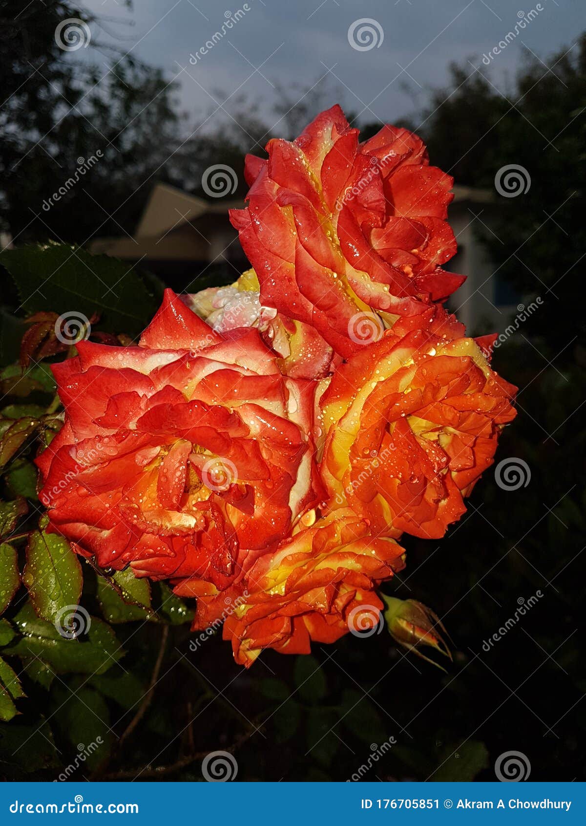 Rose Gang stock image. Image of nature, yellow, rose - 176705851