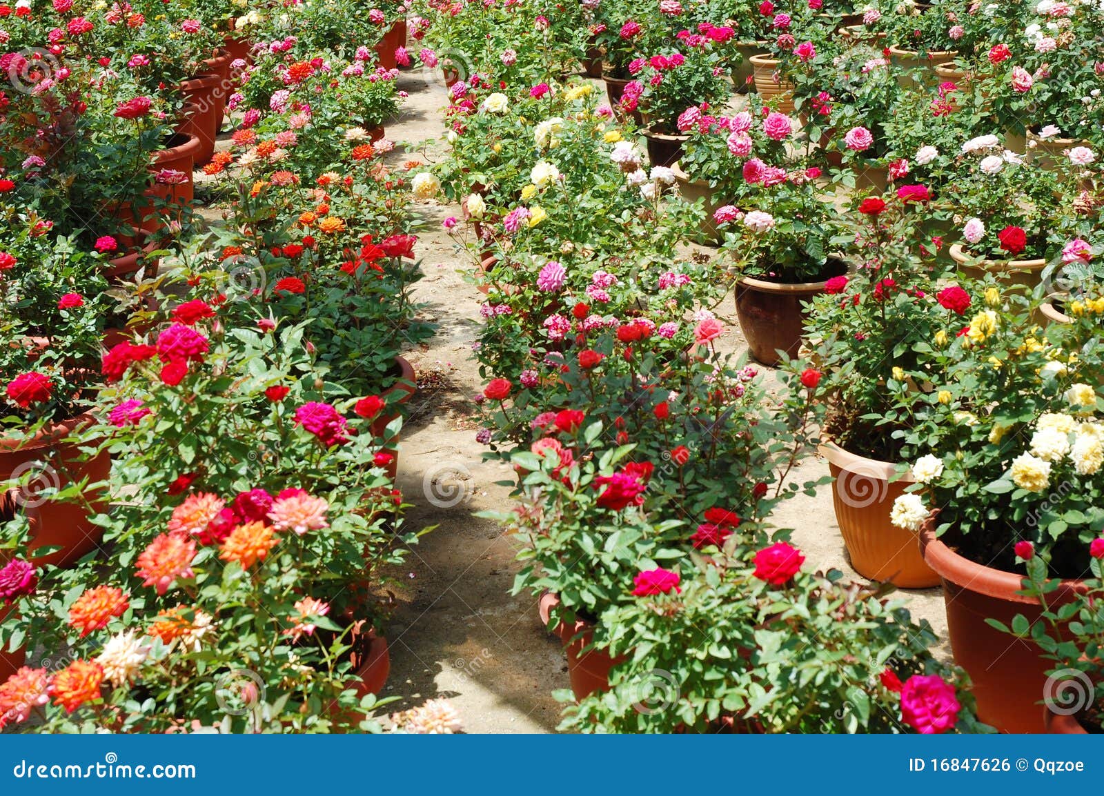 Rose garden stock photo. Image of flower, gardening, home - 16847626