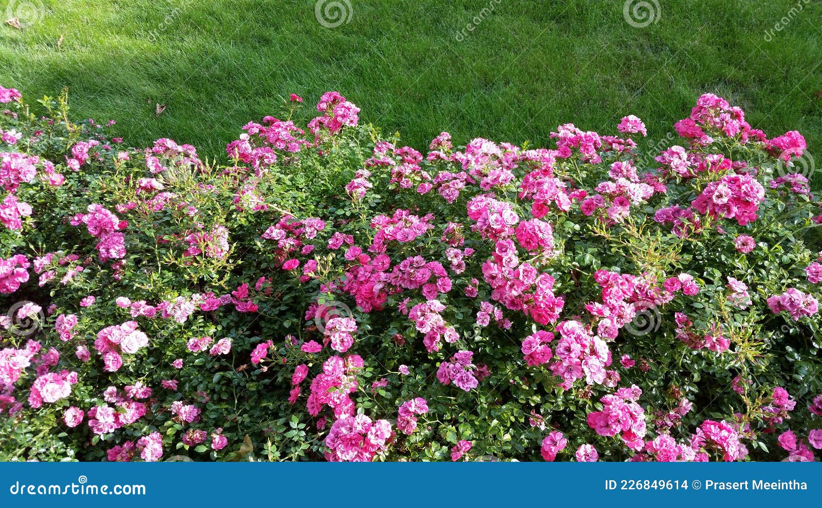 Miniature Roses Garden stock photo. Image of petals - 226849614
