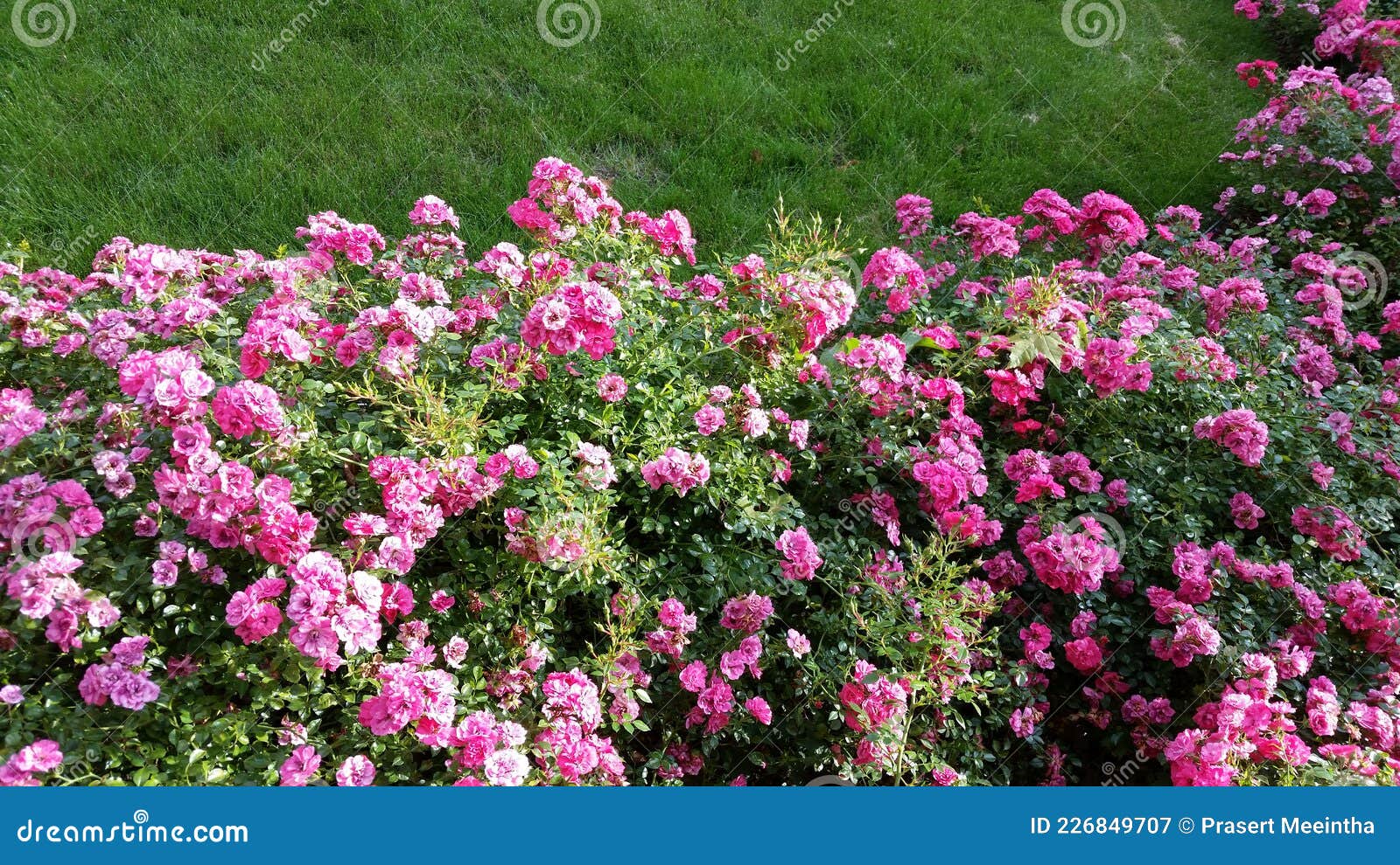 Miniature Roses Gardens stock image. Image of budding - 226849707