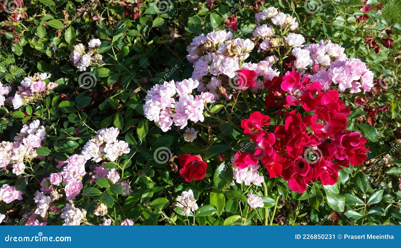 Miniature Roses Gardens stock image. Image of flowers - 226850231