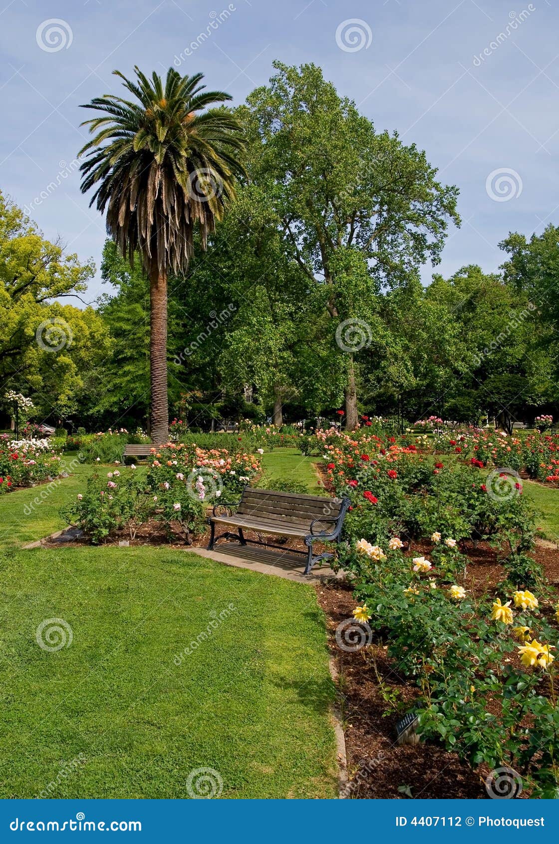 Rose garden stock photo. Image of palm, pink, botany, grown - 4407112