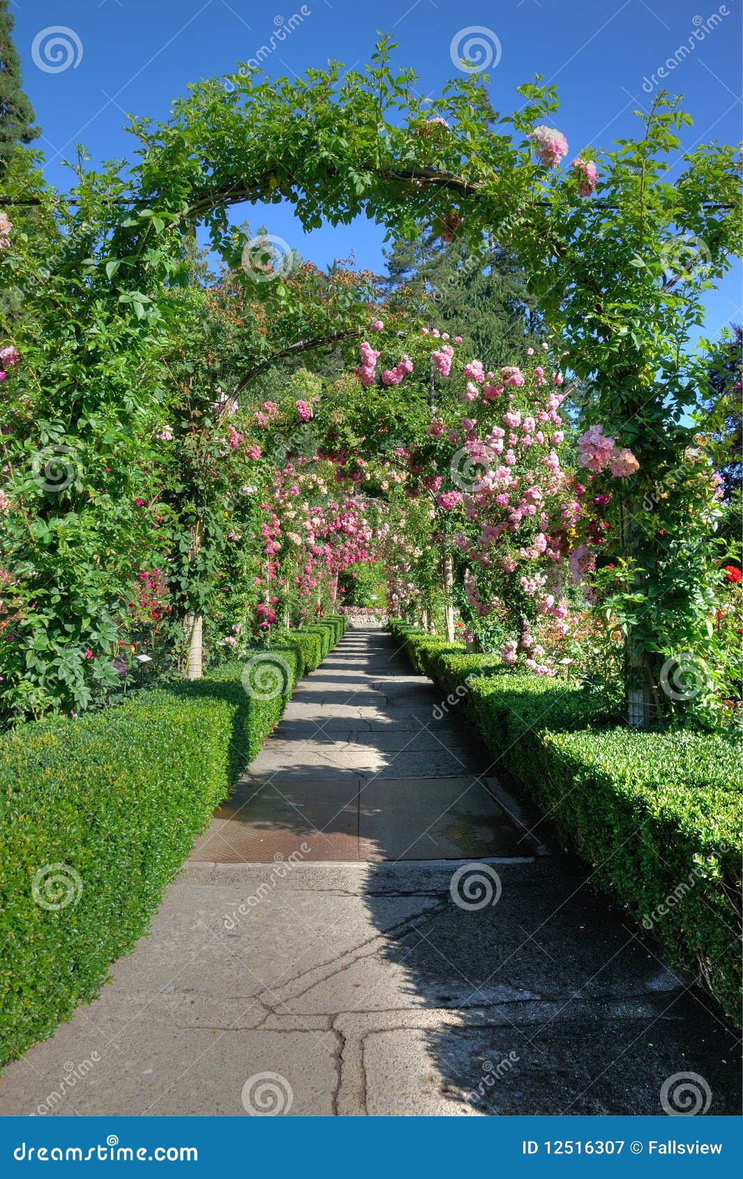 Rose Garden Arches and Path Stock Image - Image of blooming, fresh ...