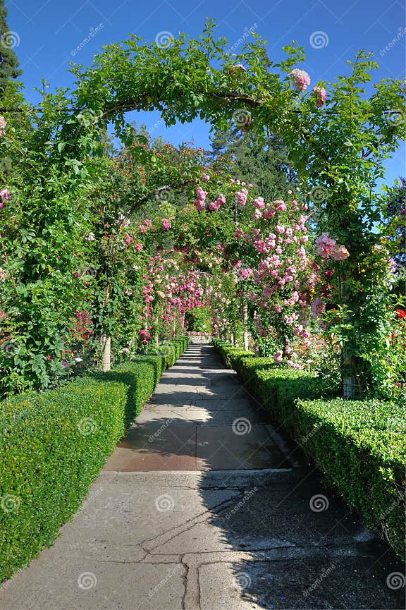 Rose Garden Arches and Path Stock Image - Image of blooming, fresh ...