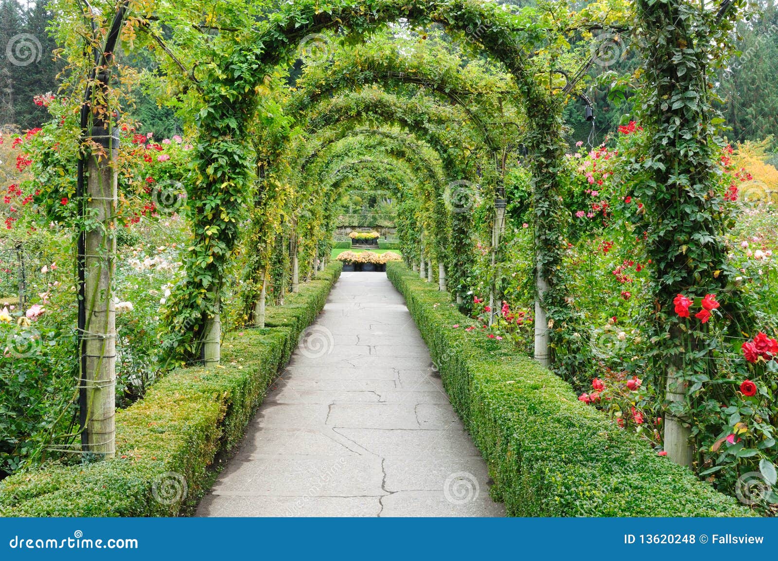 Rose Garden Arches and Path Stock Photo - Image of canadian, greenery ...