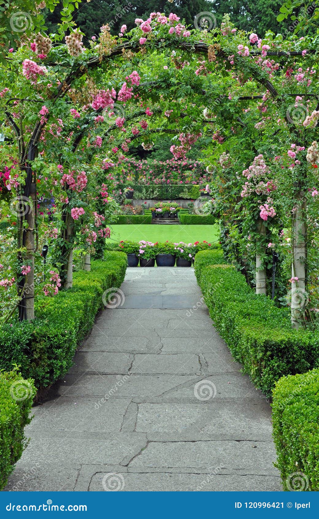Rose garden archway stock image. Image of walkway, blooming - 120996421
