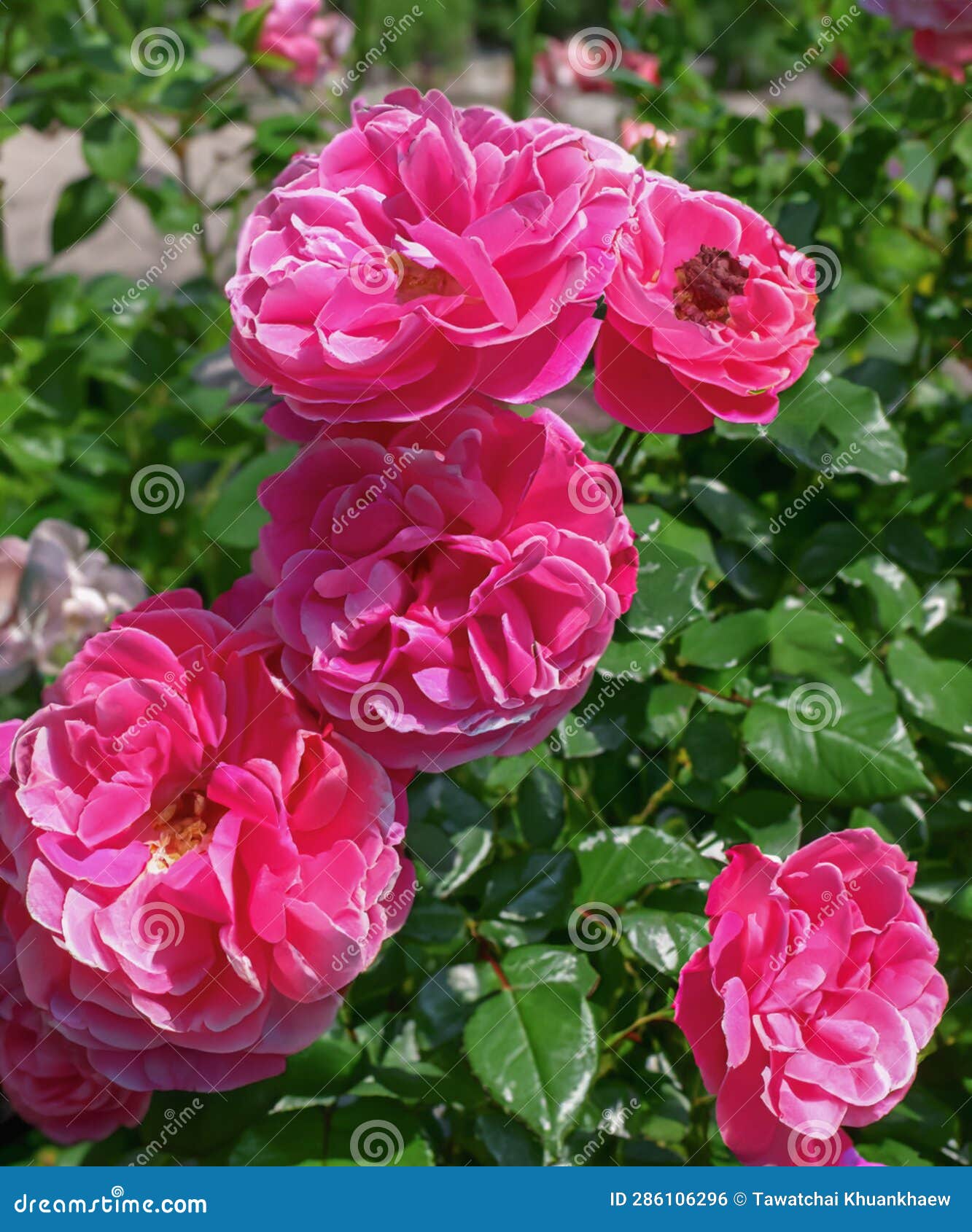 Rose Garden. Beautiful Display of Roses in a Large Garden Setting Stock ...