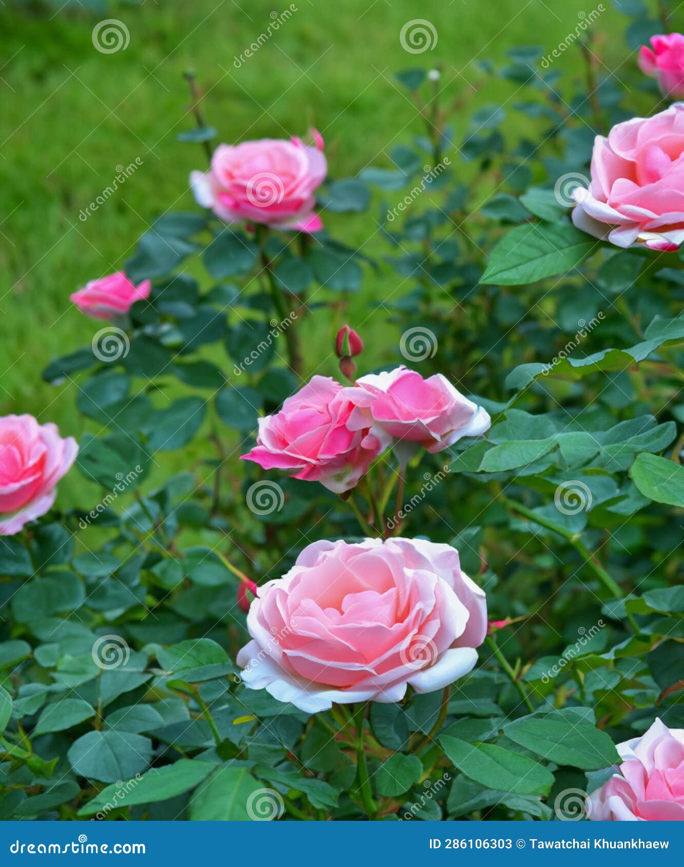 Rose Garden. Beautiful Display of Roses in a Large Garden Setting Stock ...