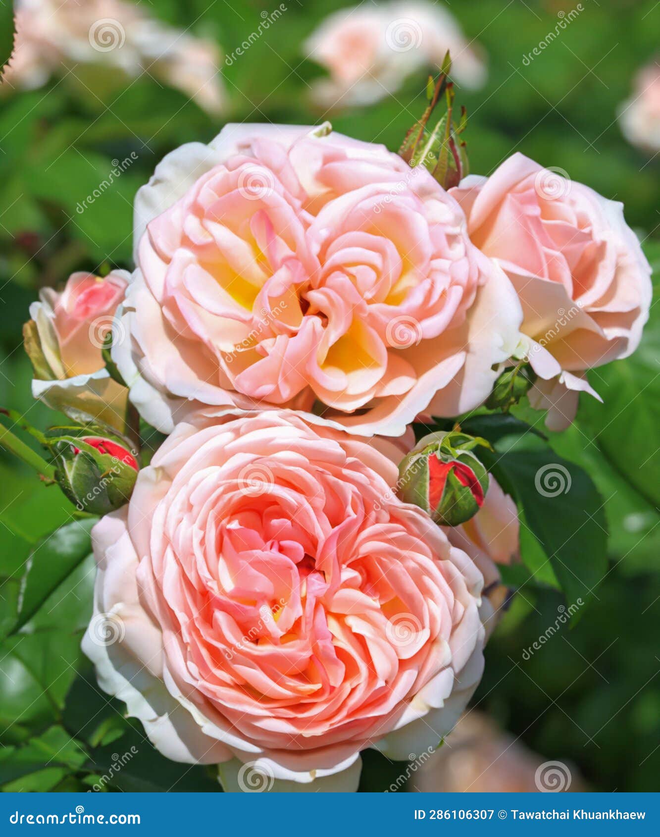 Rose Garden. Beautiful Display of Roses in a Large Garden Setting Stock ...