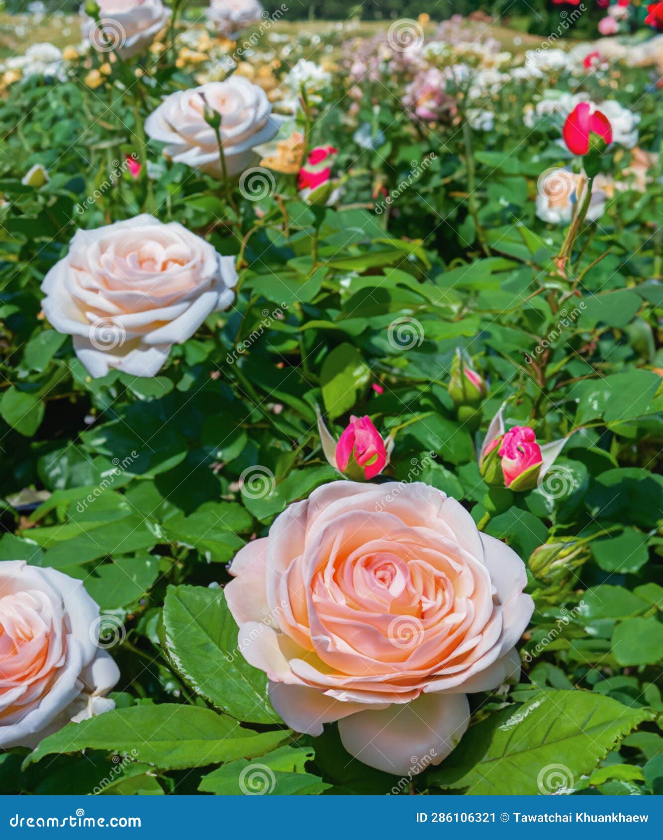 Rose Garden. Beautiful Display of Roses in a Large Garden Setting Stock ...