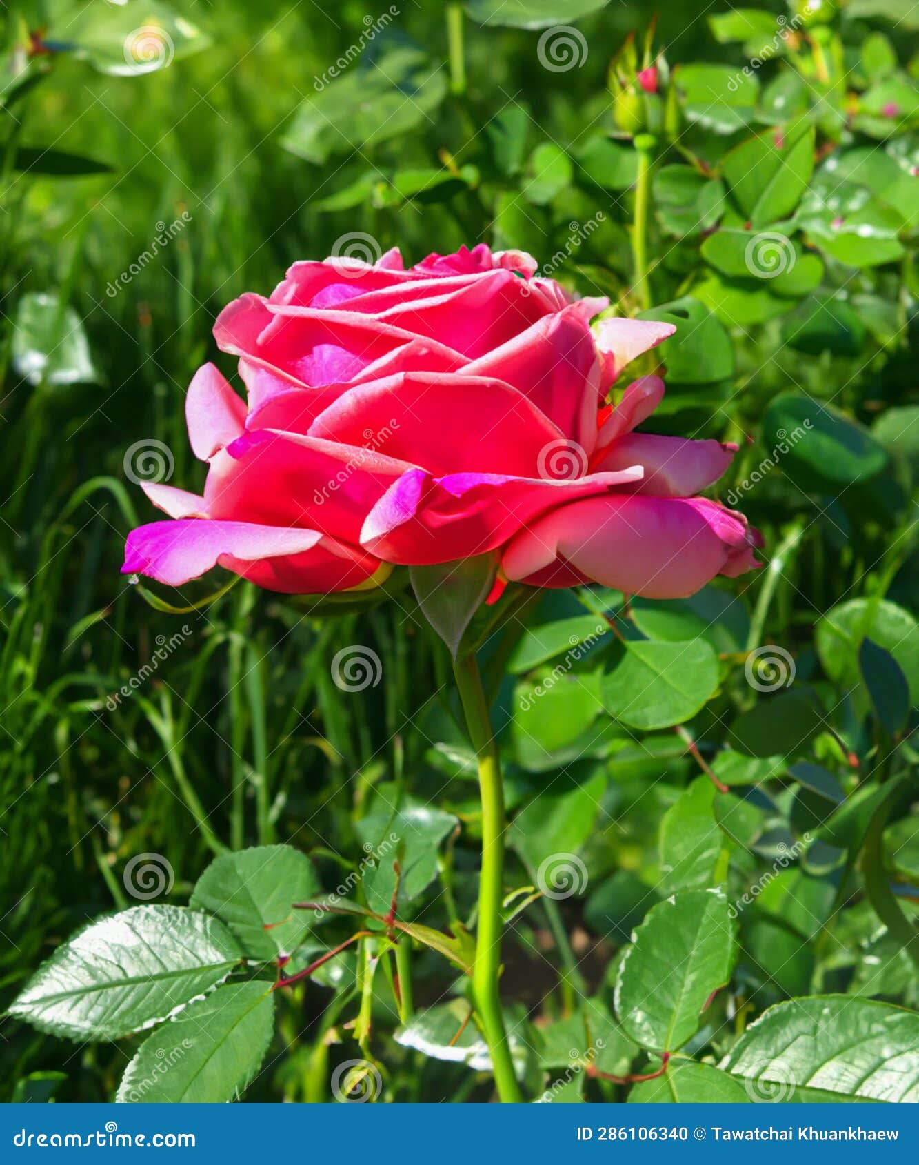 Rose Garden. Beautiful Display of Roses in a Large Garden Setting Stock ...