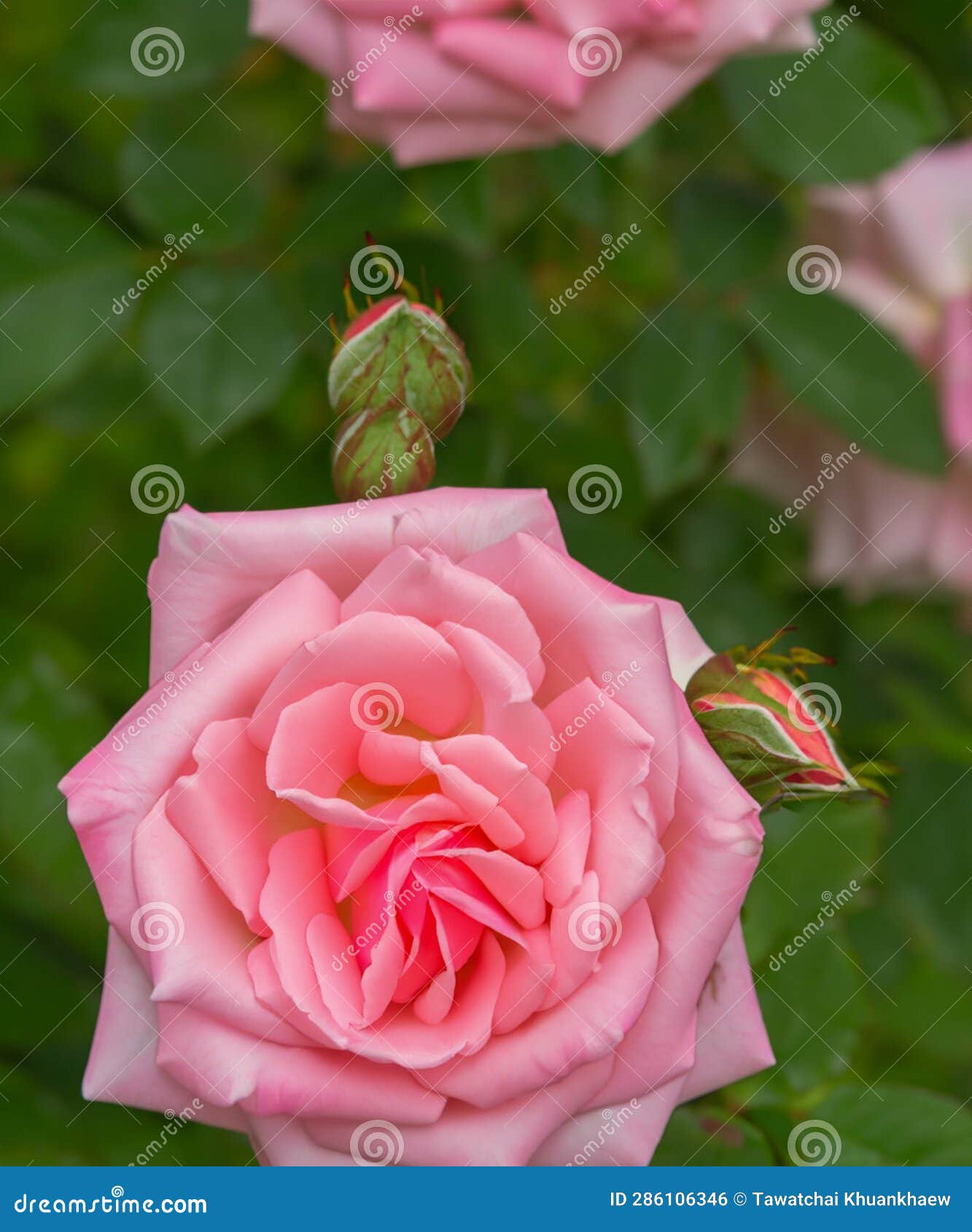 Rose Garden. Beautiful Display of Roses in a Large Garden Setting Stock ...