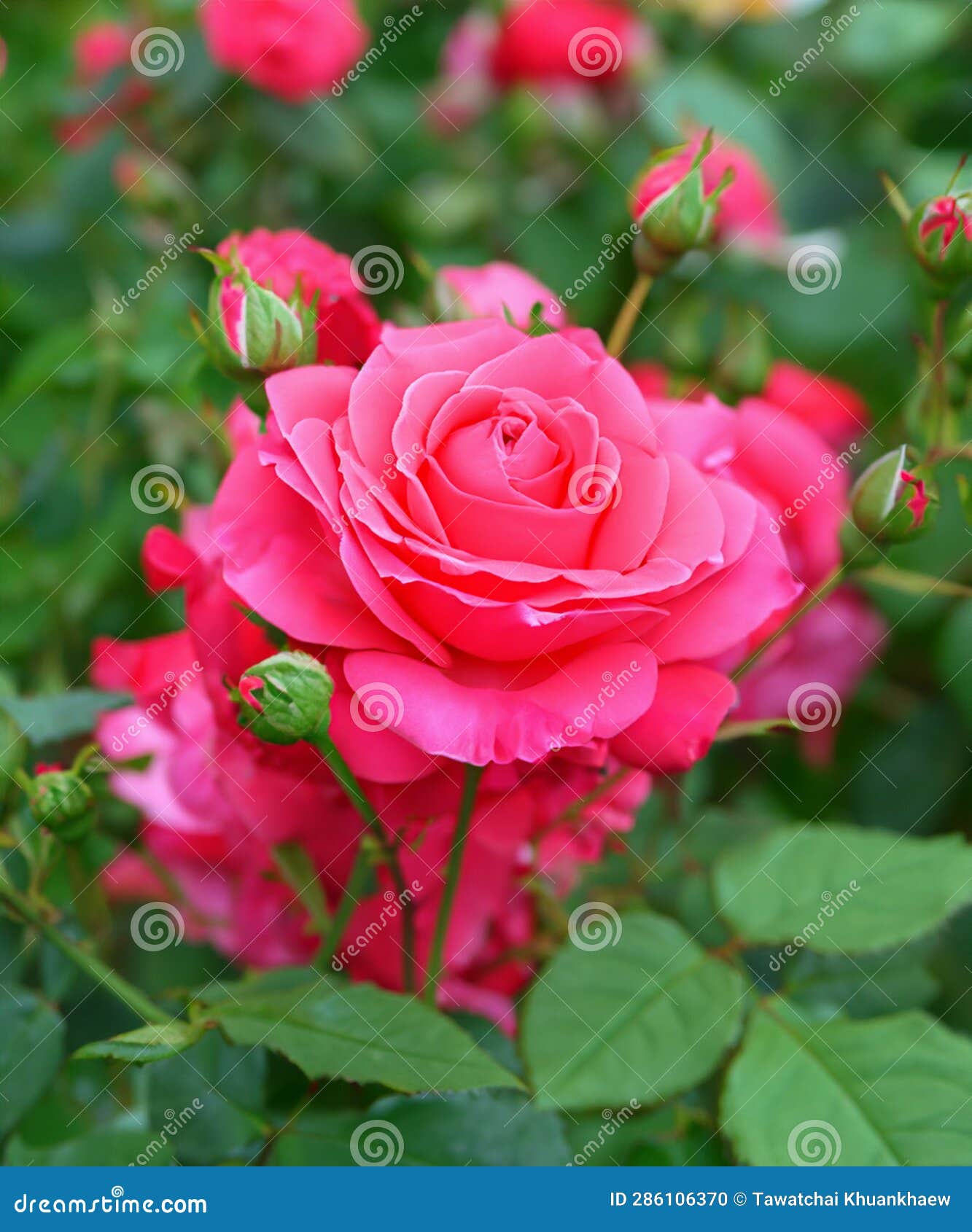 Rose Garden. Beautiful Display of Roses in a Large Garden Setting Stock ...