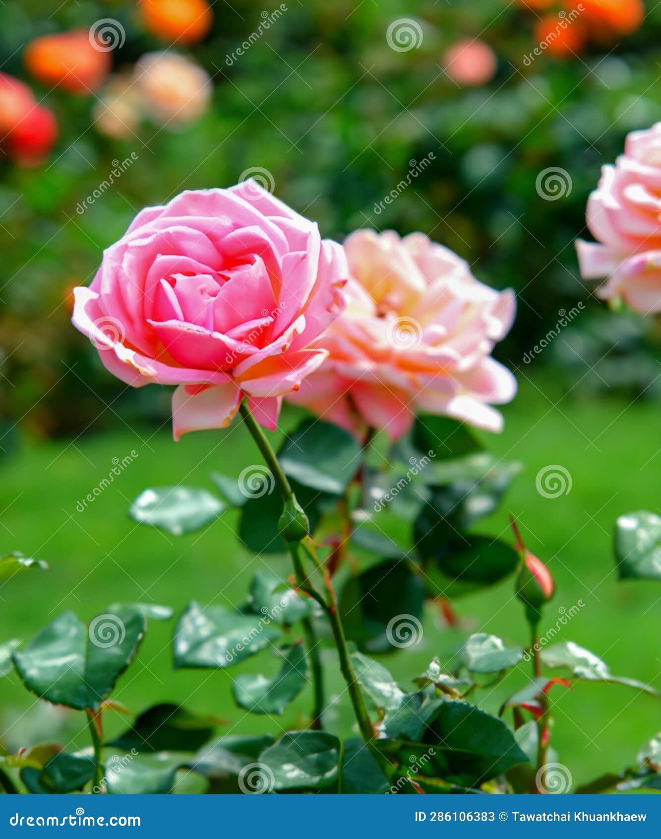 Rose Garden. Beautiful Display of Roses in a Large Garden Setting Stock ...
