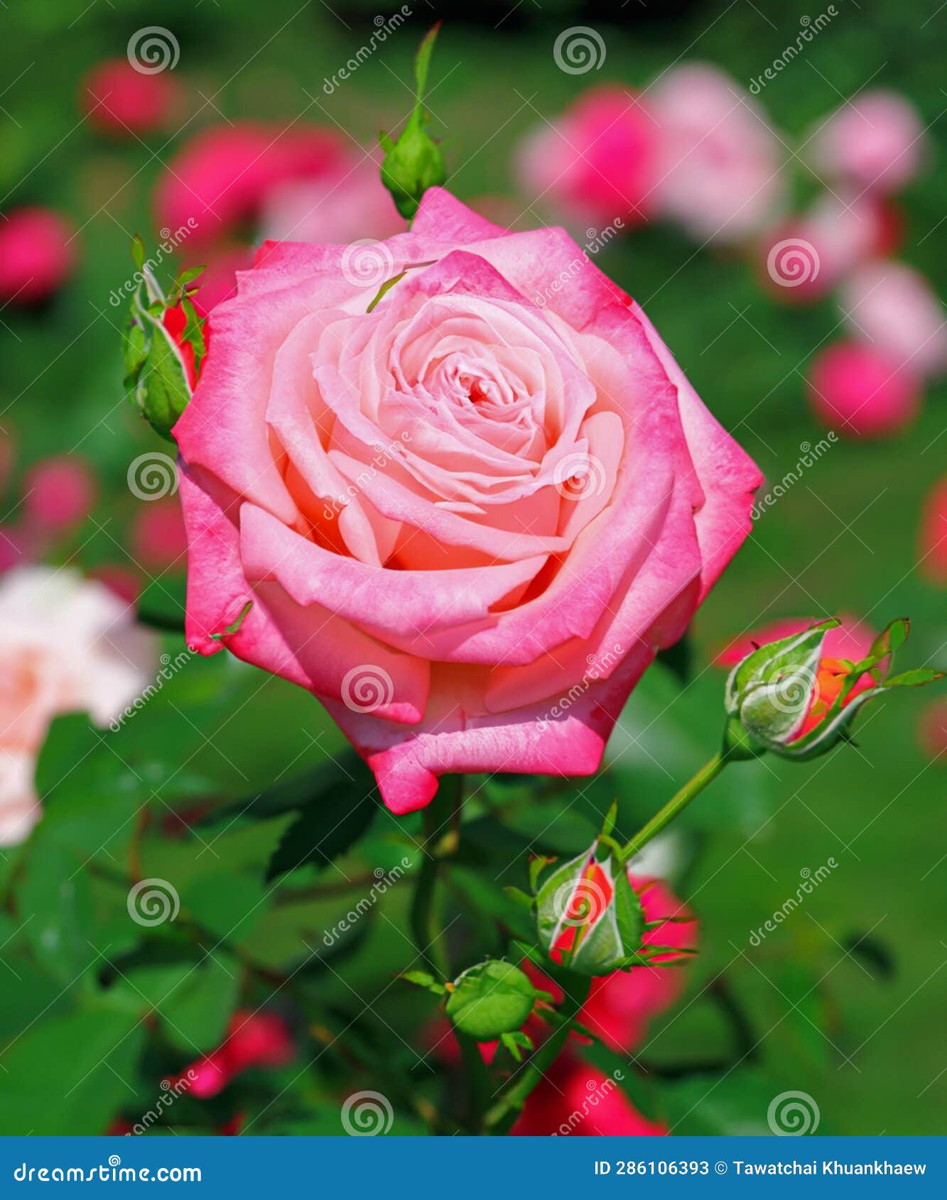 Rose Garden. Beautiful Display of Roses in a Large Garden Setting Stock ...
