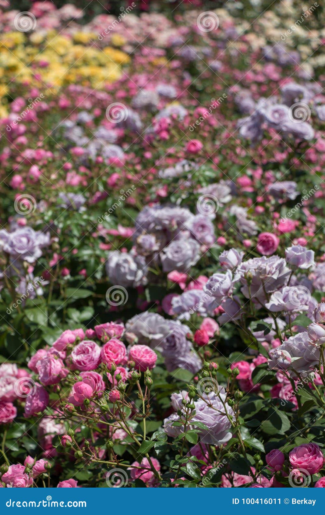 Rose Garden with Beautiful Fresh Roses Stock Image - Image of petal ...