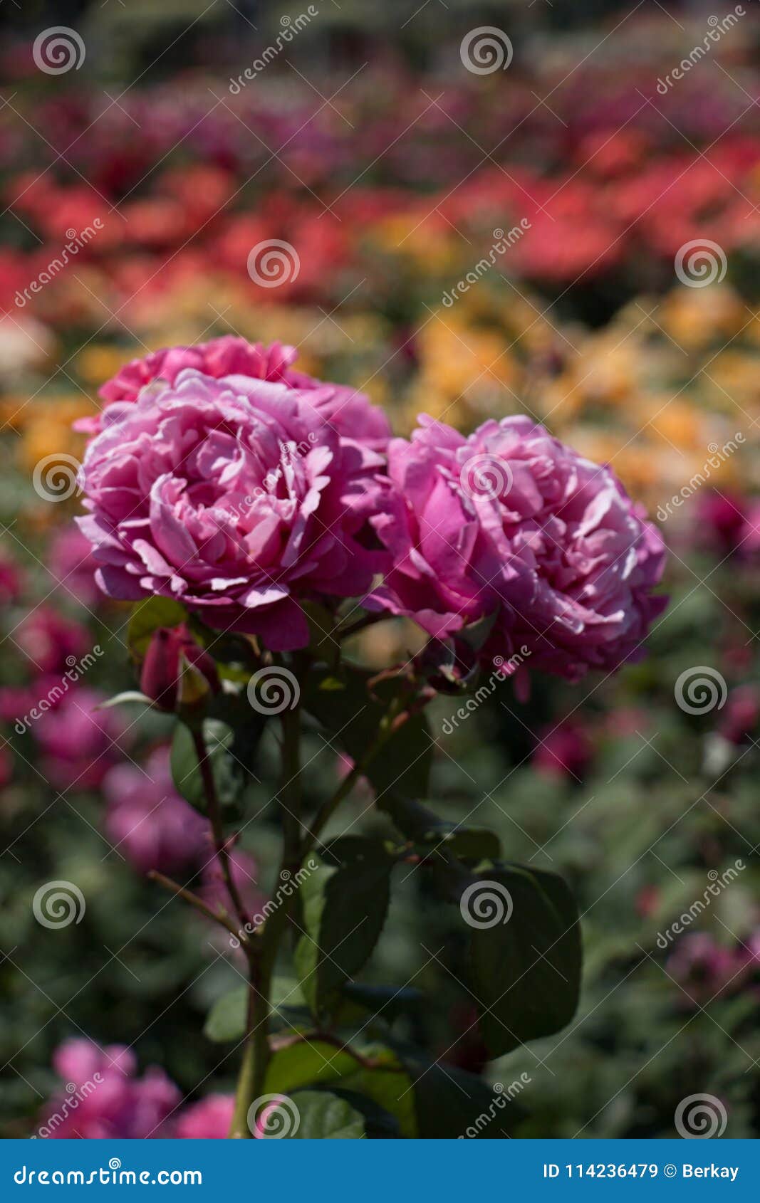Rose Garden with Beautiful Fresh Roses Stock Image - Image of floral ...