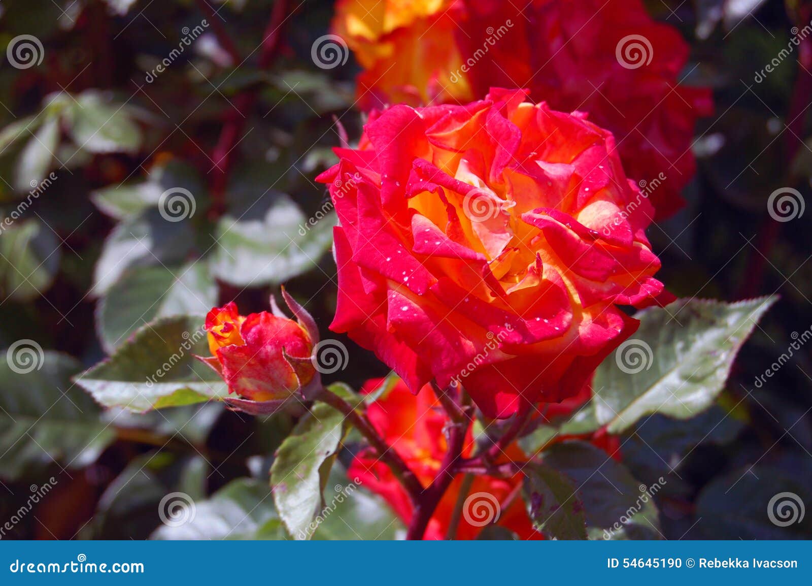 Rose in garden stock photo. Image of fresh, love, birthday - 54645190