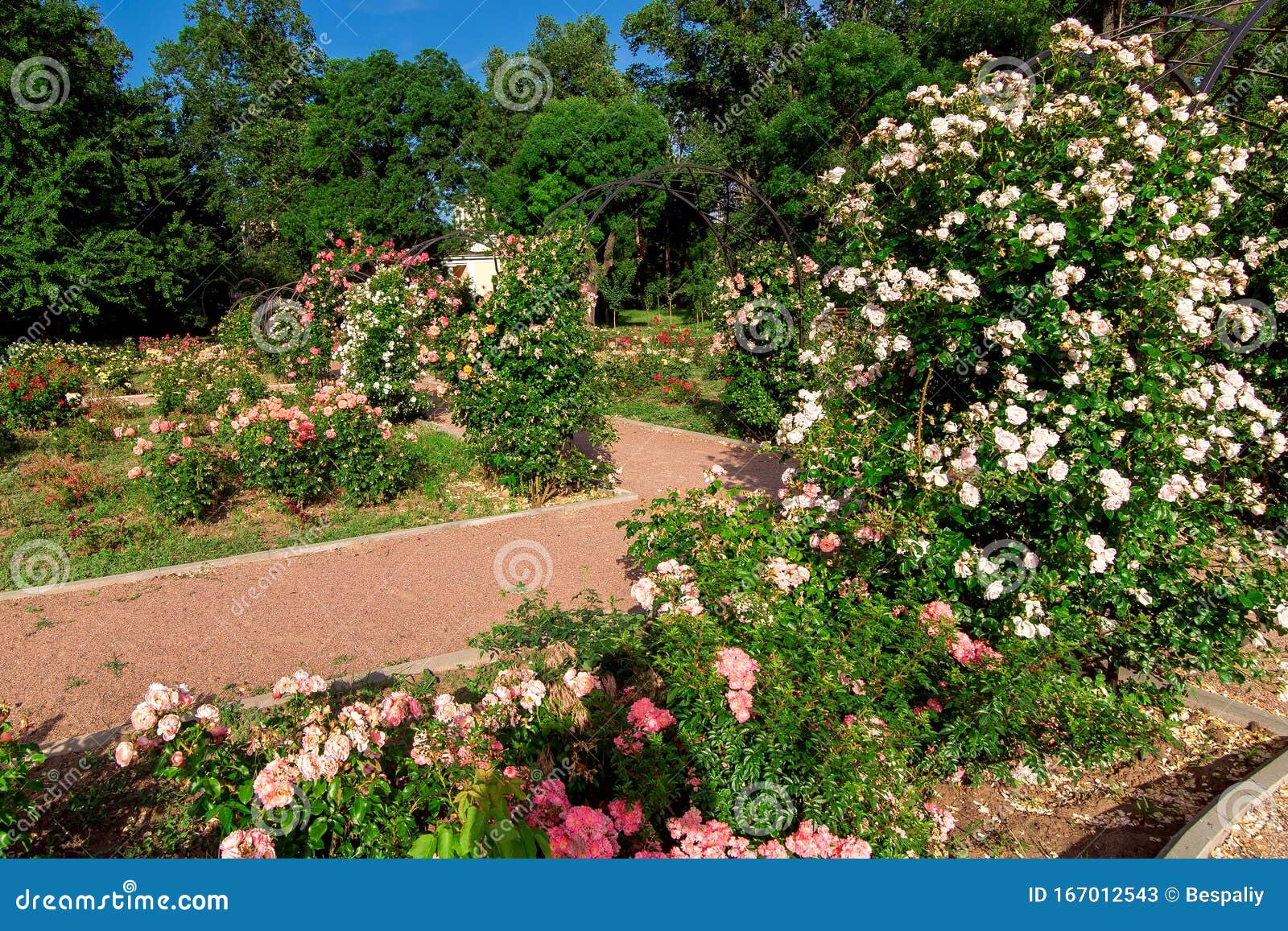 Rose Garden with Blooming Roses. Stock Image - Image of roses, colorful ...
