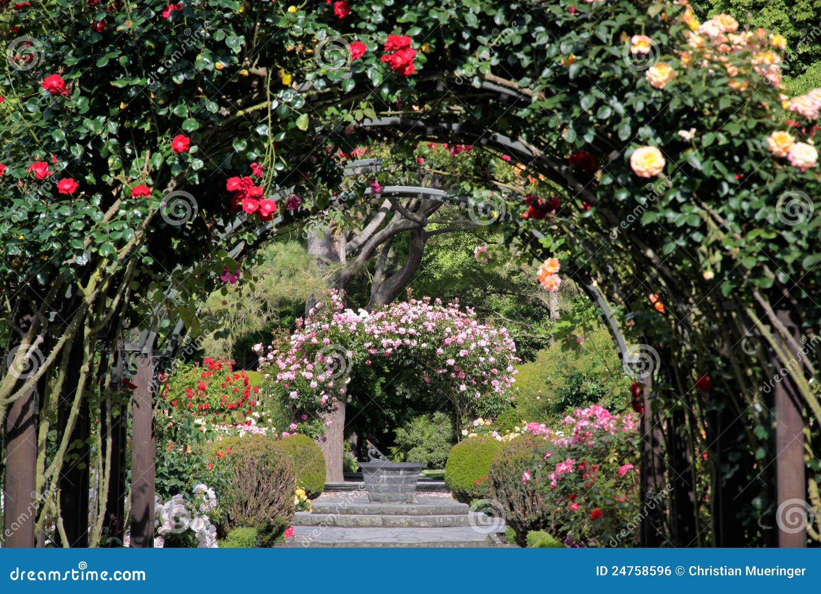 Rose Garden in the Botanic Gardens Stock Photo - Image of blooming ...