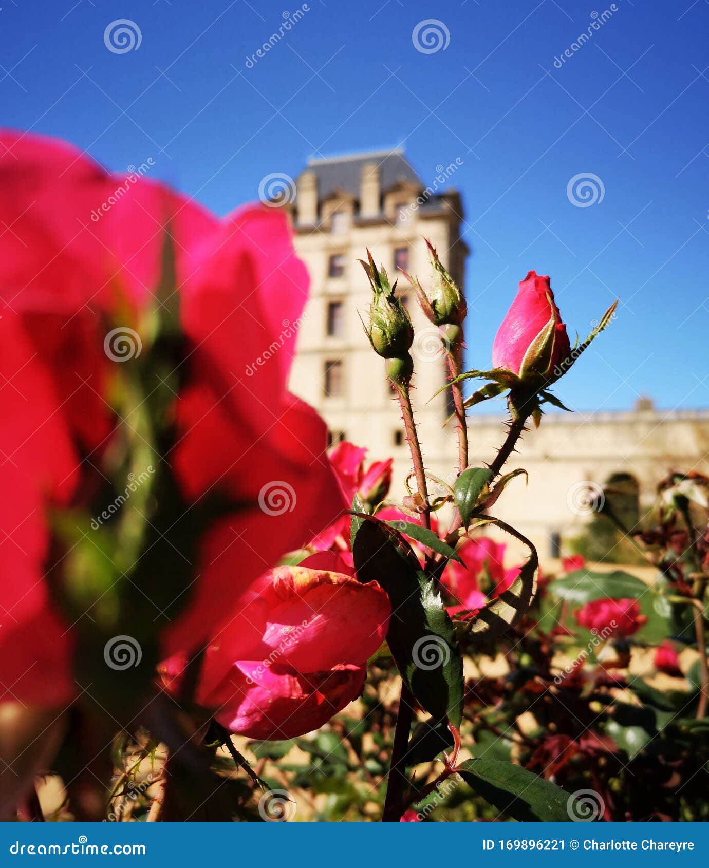 Rose garden at the castle stock image. Image of flower - 169896221