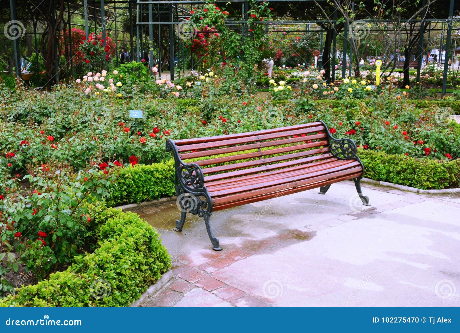 Rose garden in Chile editorial image. Image of pinkroses - 102275470