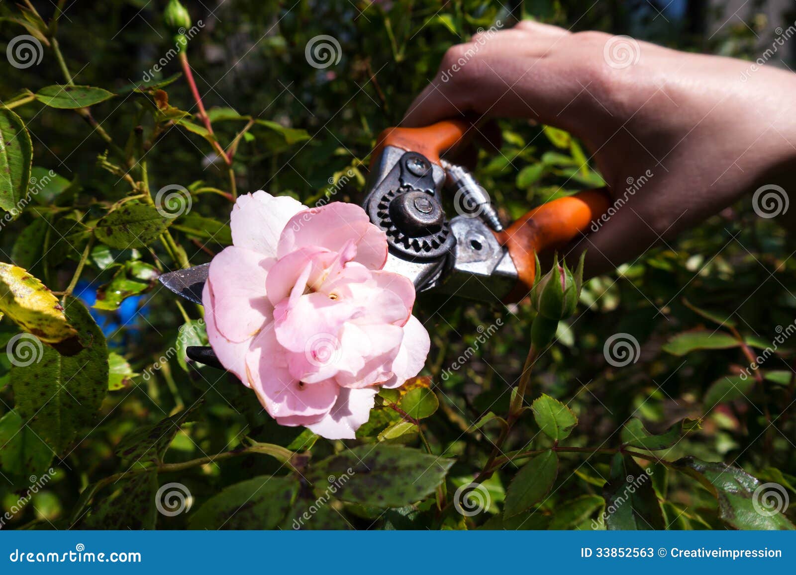 Rose and garden clippers stock image. Image of tree, working - 33852563