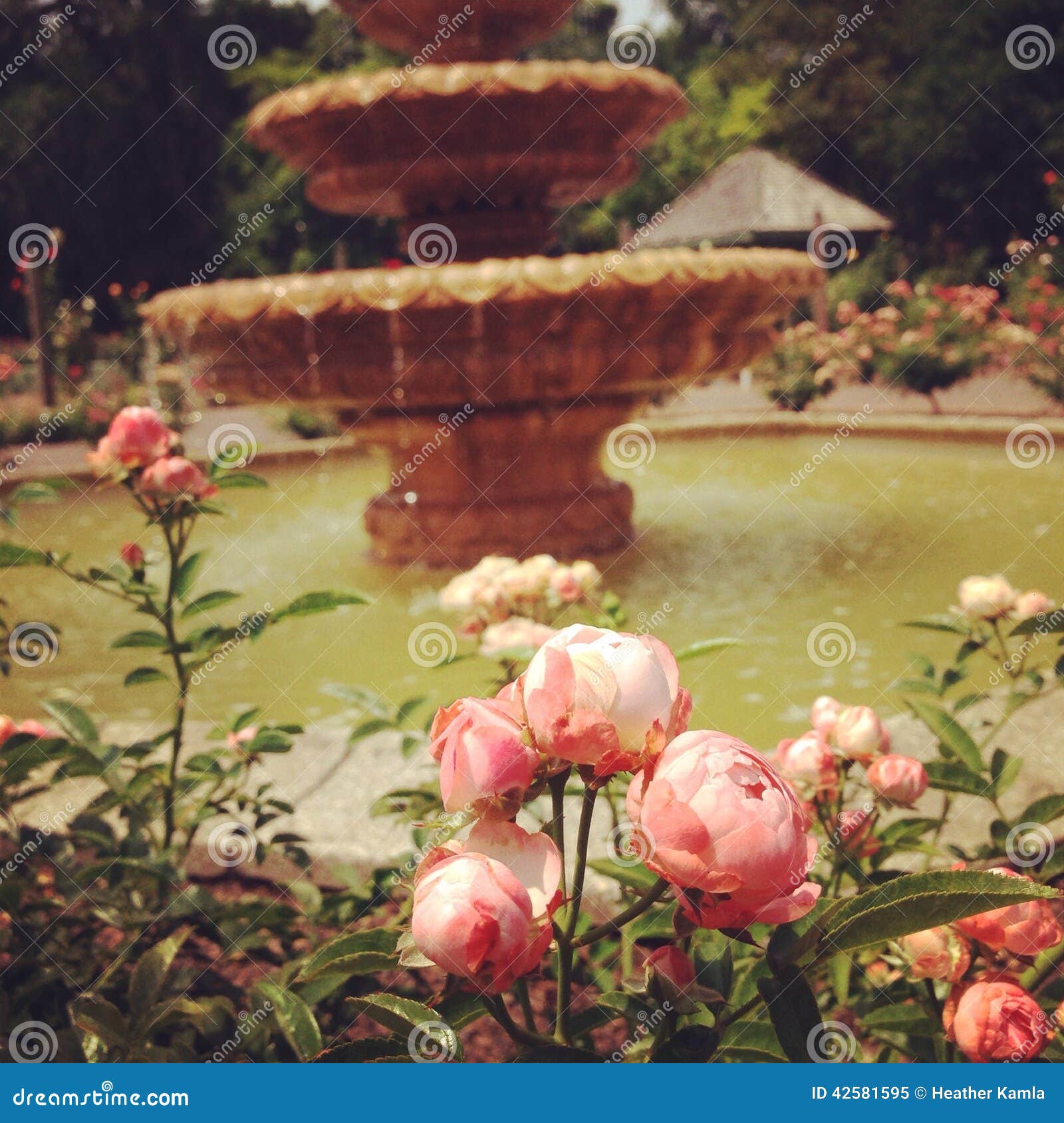 Rose garden editorial image. Image of nature, roses, fountain - 42581595