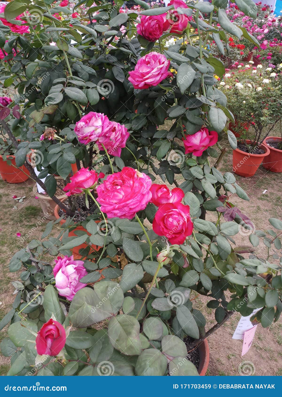 Rose Garden in India Looking Beautiful Stock Image - Image of color ...