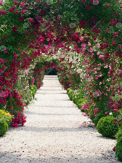 Rose Garden Landscape stock image. Image of grown, beginning - 965709