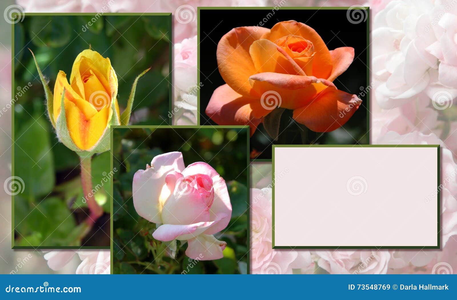 Rose garden layout stock image. Image of orange, pink - 73548769