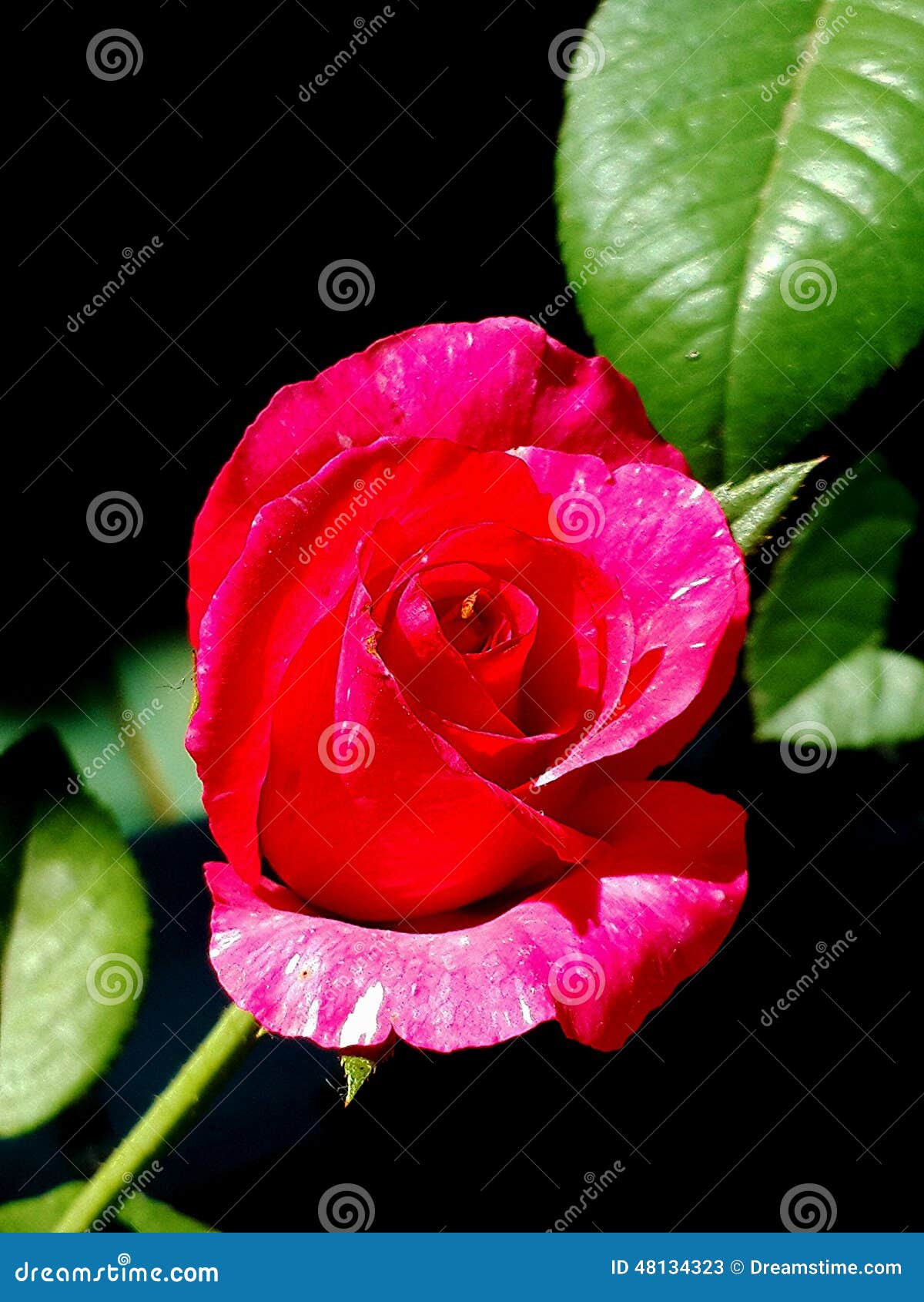 Red rose stock image. Image of rose, garden, light, sunlight - 48134323