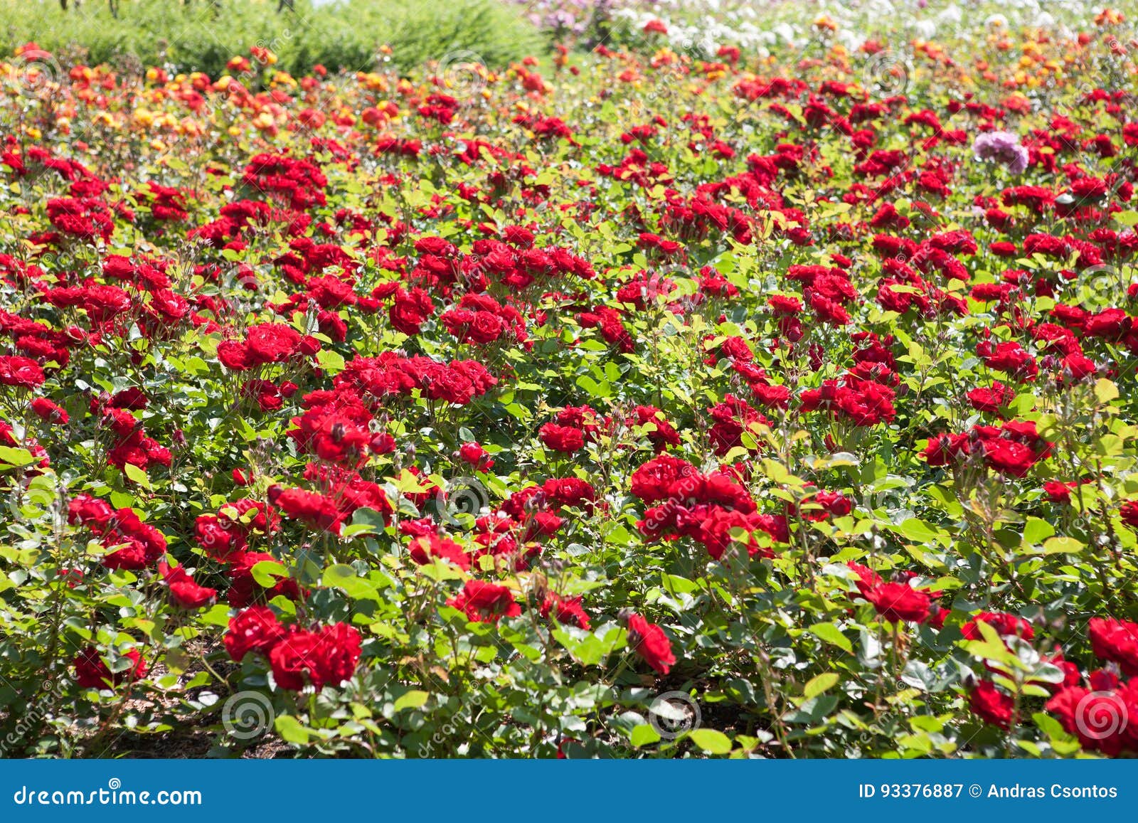 Rose Garden with Lots of Red Roses Stock Image - Image of decoration ...